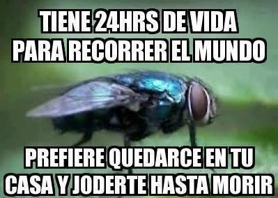 moscas - Meme by jegcel :) Memedroid