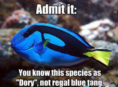 Dory fish - Meme subido por Fermin8 :) Memedroid