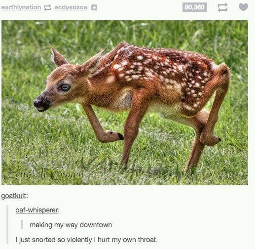 oh dear pun pun pun pun - Meme by perrytjuh :) Memedroid