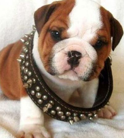 perro heavy - Meme by jervus :) Memedroid