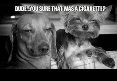 lmfaoooo - Meme by eileeenlikeachollo :) Memedroid