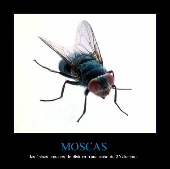 moscas - Meme subido por pepe0_0 :) Memedroid
