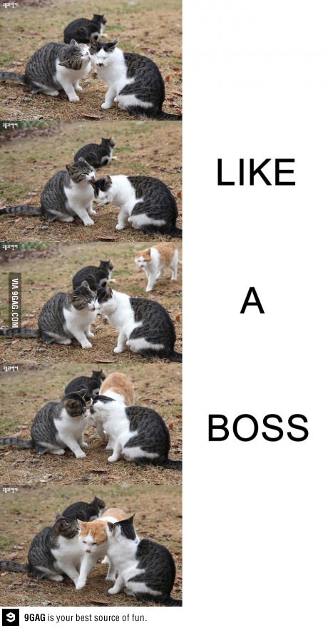 brave cat - Meme by sajidkhawaja1984 :) Memedroid