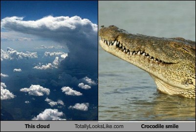 crocodile - Meme by msv97 :) Memedroid