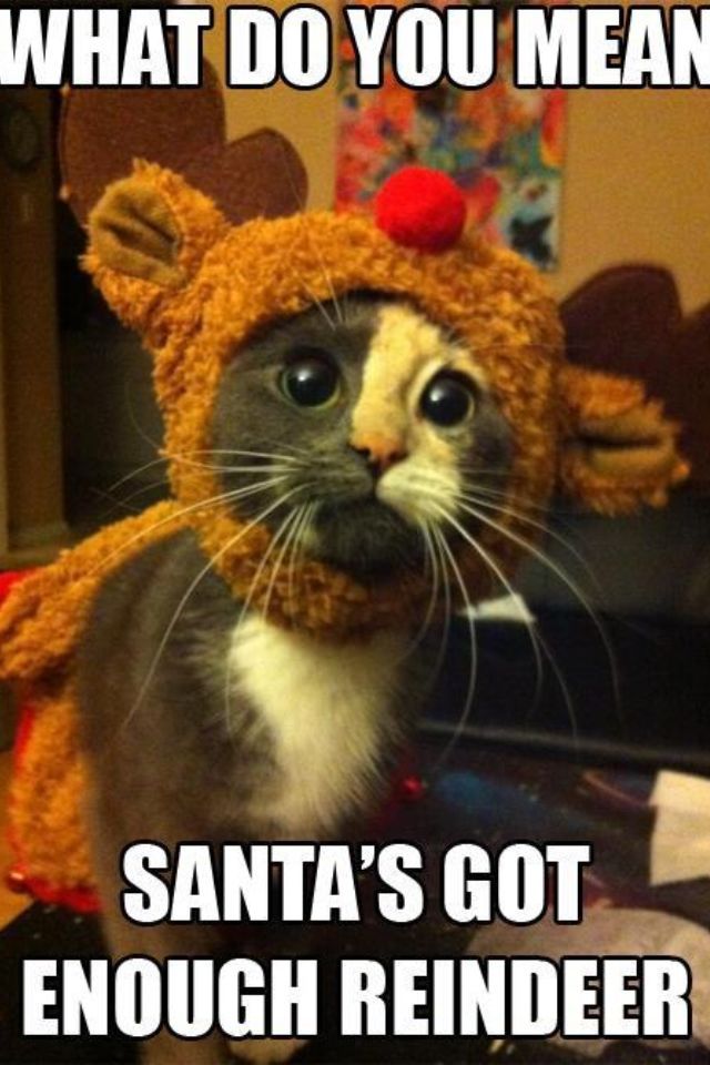 Meow. - Meme subido por weirdal :) Memedroid