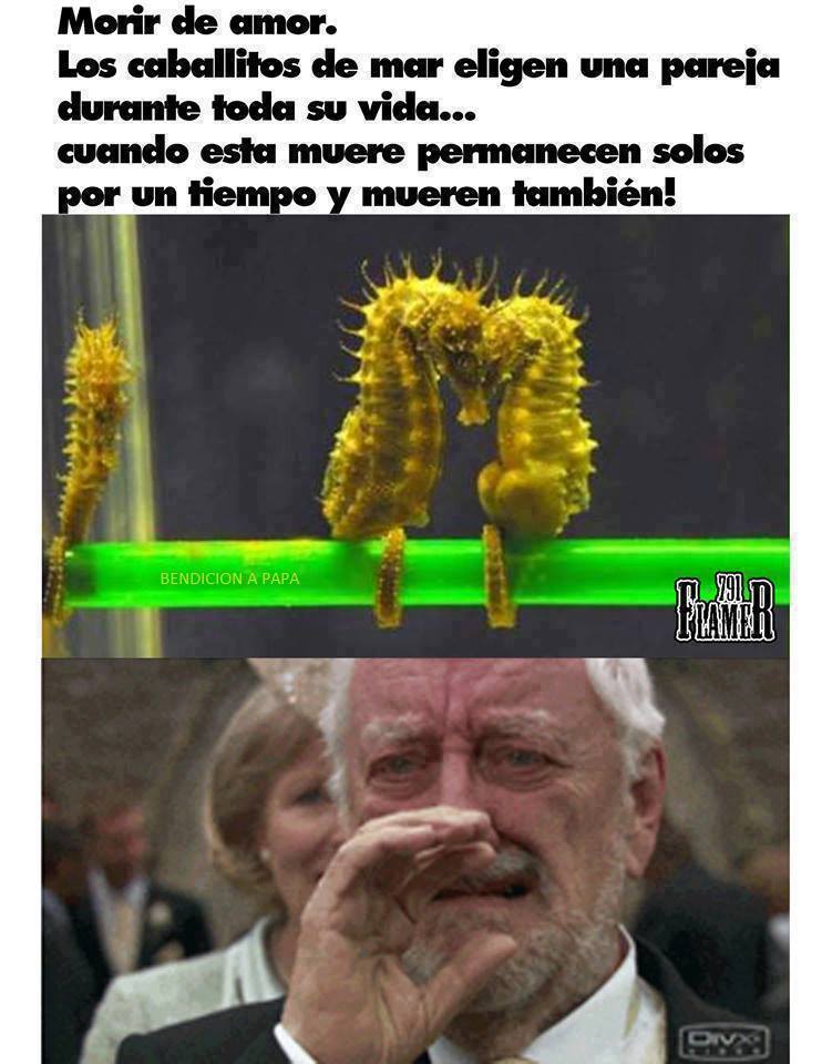 caballito - Meme subido por pablopipapozzo :) Memedroid