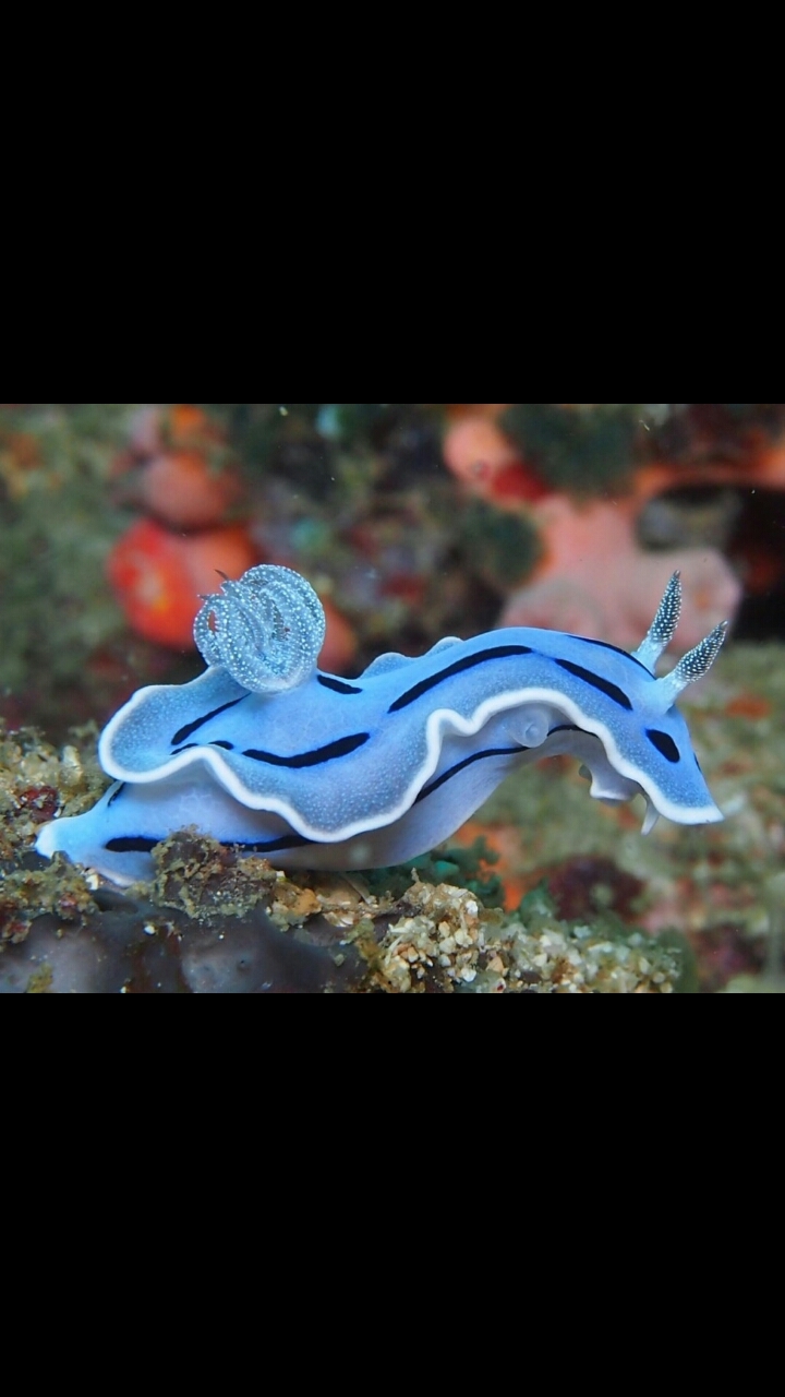 The rare blue sea slug :) - Meme subido por DAVESLAYER :) Memedroid