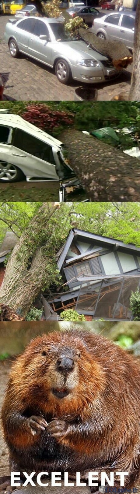 M.Burns en mode castor - Meme subido por Fifou59 :) Memedroid