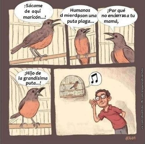 pájaros - Meme subido por zerofack :) Memedroid