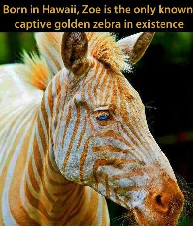 zebra - Meme by kbazzy2 :) Memedroid