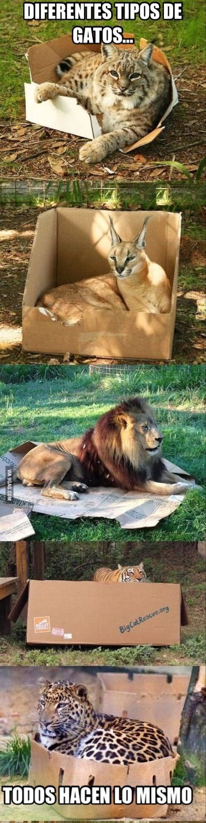 Todos dentro de la caja - Meme subido por Jetmaxx :) Memedroid