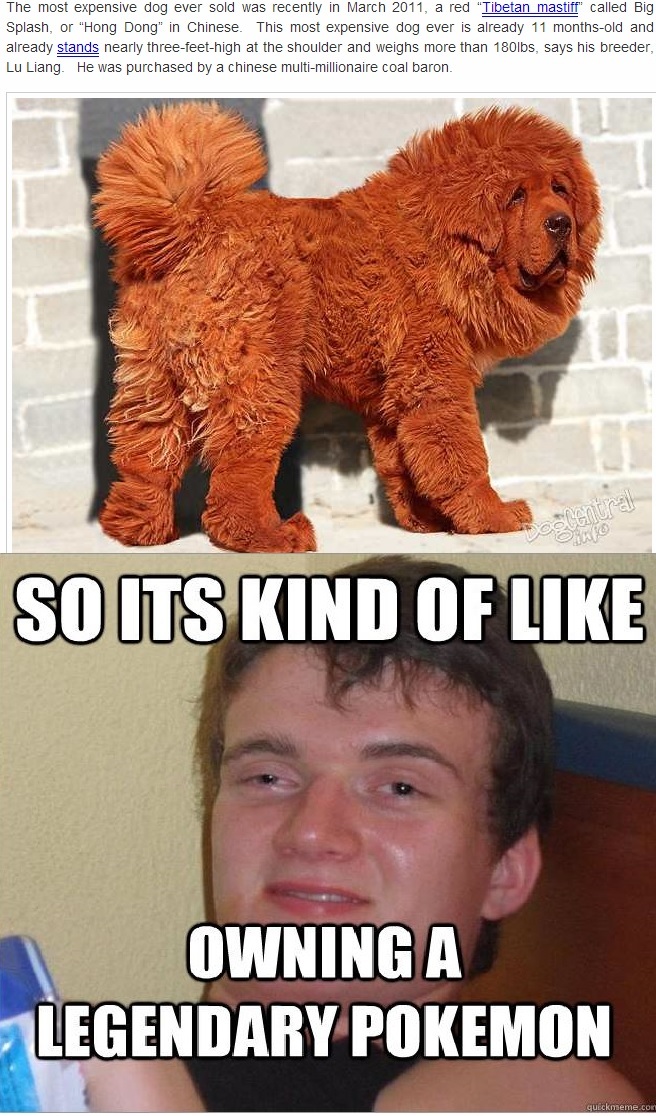 10 guy on dogs - Meme by rockehsmith :) Memedroid