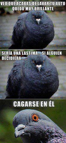 seria una pena - Meme by davidmodinos :) Memedroid