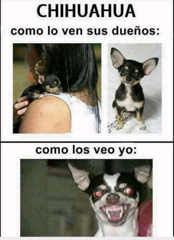 Chihuahuas del demonio - Meme by Ju71o :) Memedroid