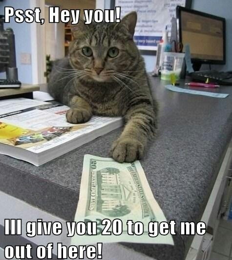 psst....hey human - Meme by bajeewa :) Memedroid