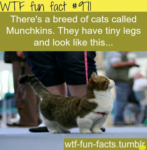 fifth comment will find an munchkin - Meme by Zuzge :) Memedroid