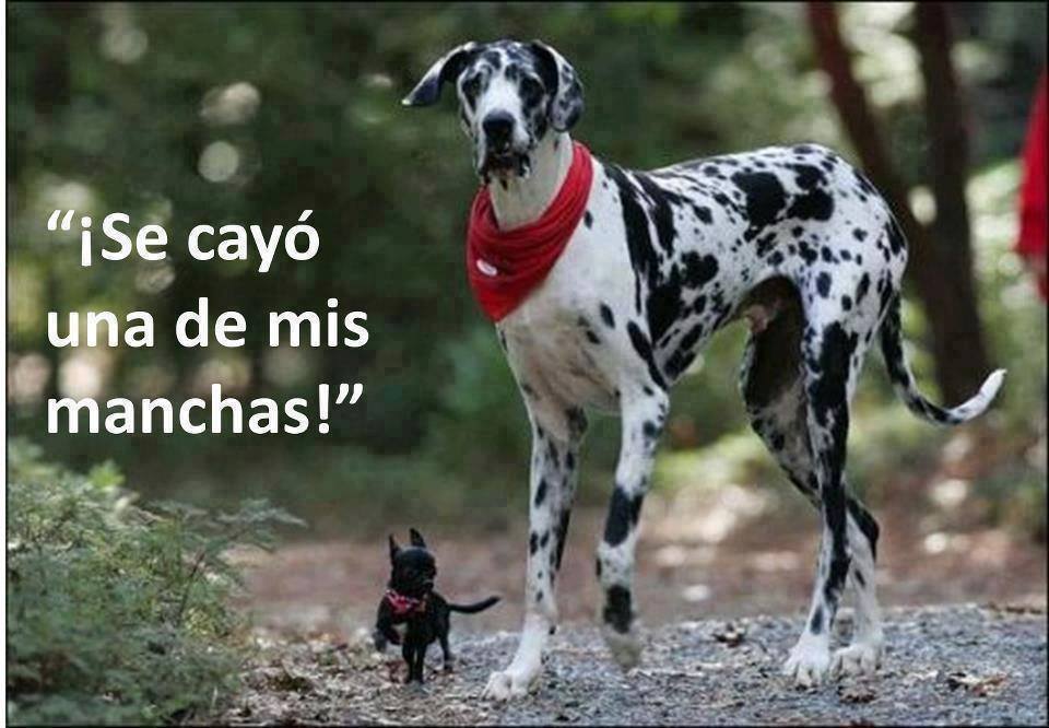 se cayo mi mancha - Meme subido por porculpadelocio :) Memedroid