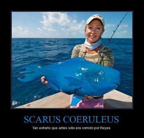 que lindo pez, seria una lastima... que alguien... decidiera ...