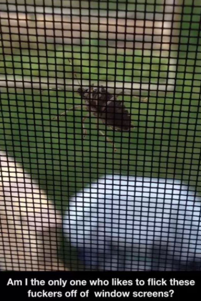 Flying bugs - Meme by DesertLonghorn :) Memedroid