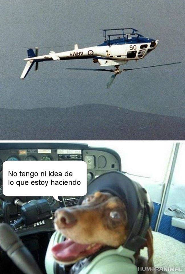 vuela perro, vuela!! - Meme subido por 0skar12 :) Memedroid