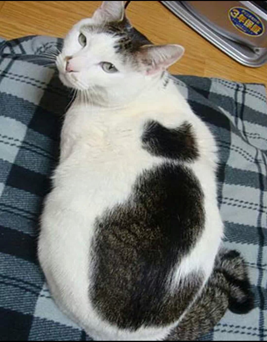 this cat has a cat on it's back - Meme by samireh7 :) Memedroid