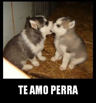 te amo - Meme by maumacario22 :) Memedroid