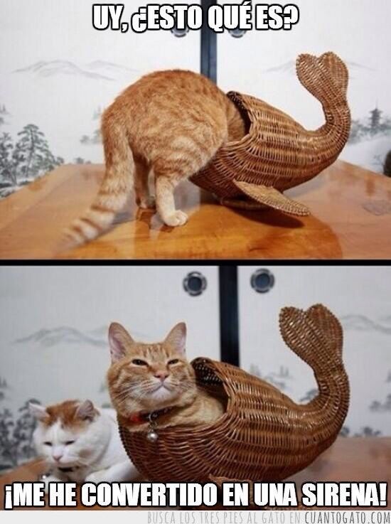 sirena - Meme subido por sandrabotasinclan :) Memedroid