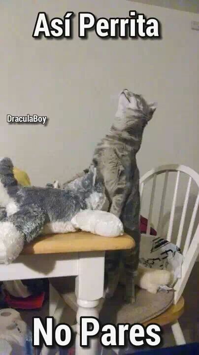 Sigue sigue perra - Meme subido por aledroid_02 :) Memedroid