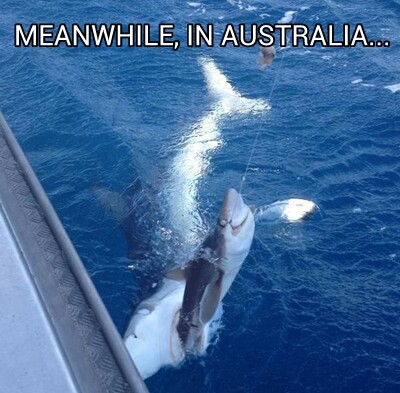 meanwhile, in straya - Meme by Pud3000 :) Memedroid