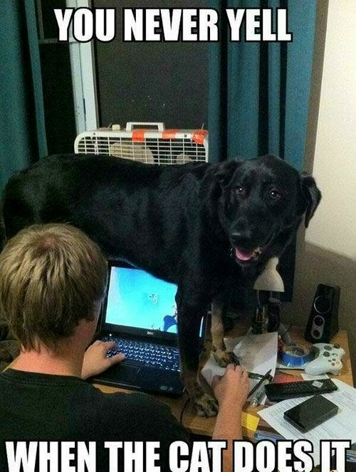 dag nabbit dog - Meme subido por kagura15 :) Memedroid