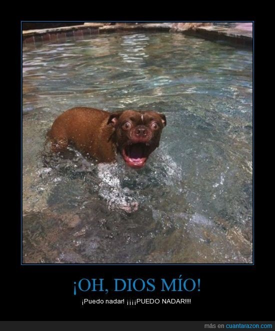 Memes Sobre Nadar 71 Swim Ideas | Swimming Quotes, Swimming Memes,