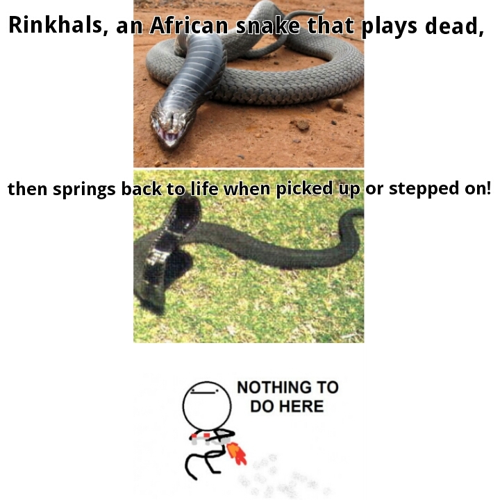 nope nope nope - Meme by cookiedoe91 :) Memedroid