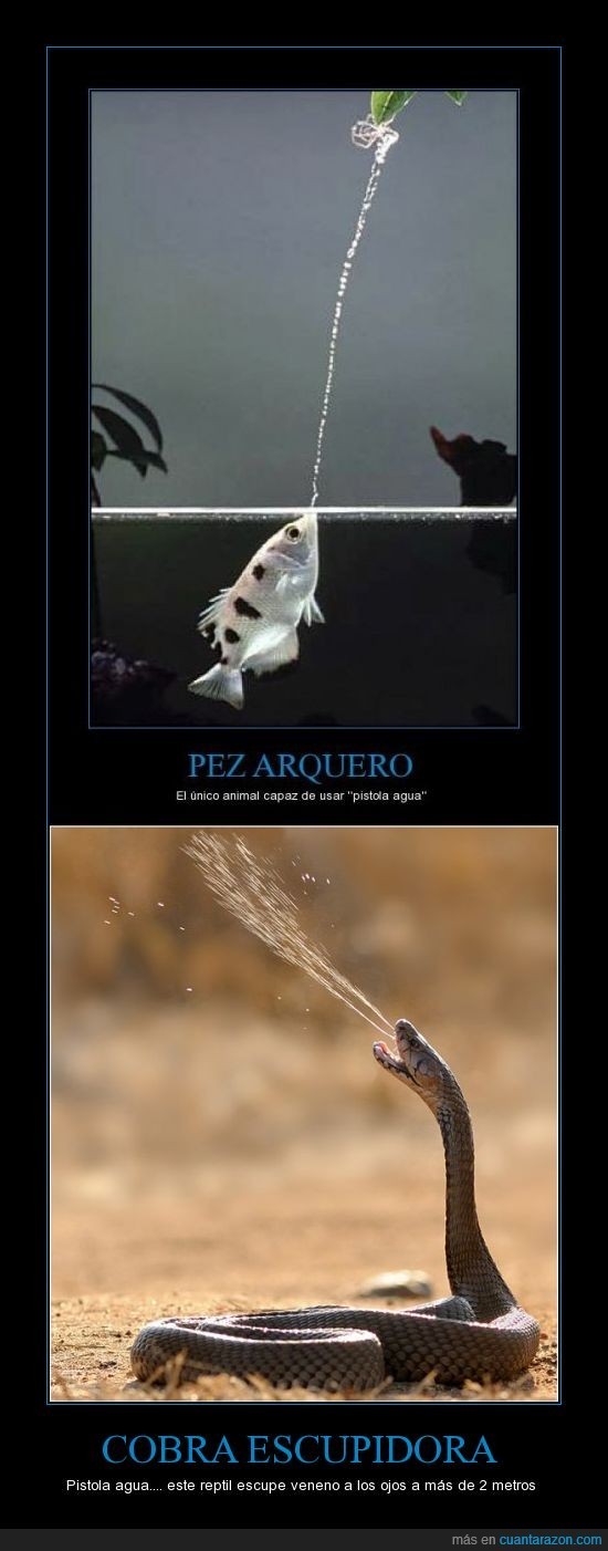 pez y cobra - Meme subido por pitiabelon :) Memedroid