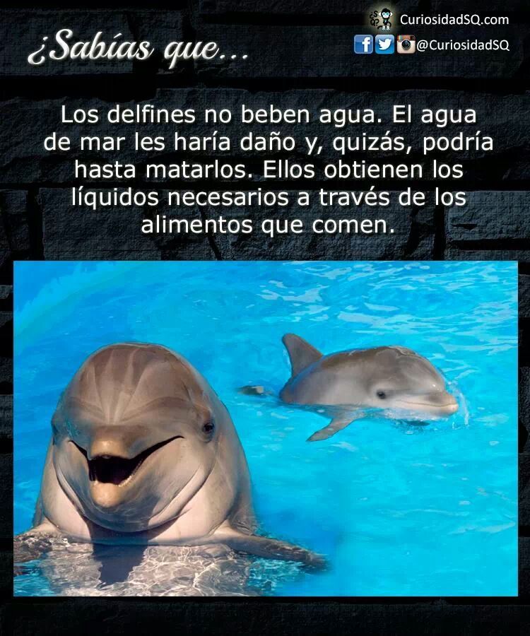 delfines - Meme subido por love.libros13 :) Memedroid