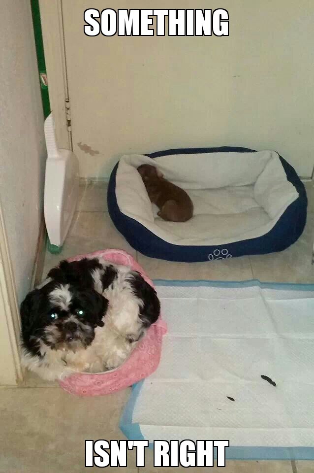 the beds... - Meme by TumorHeadDoctor :) Memedroid