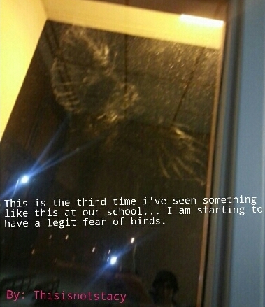 Birdemic - Meme by thisisnotstacy :) Memedroid