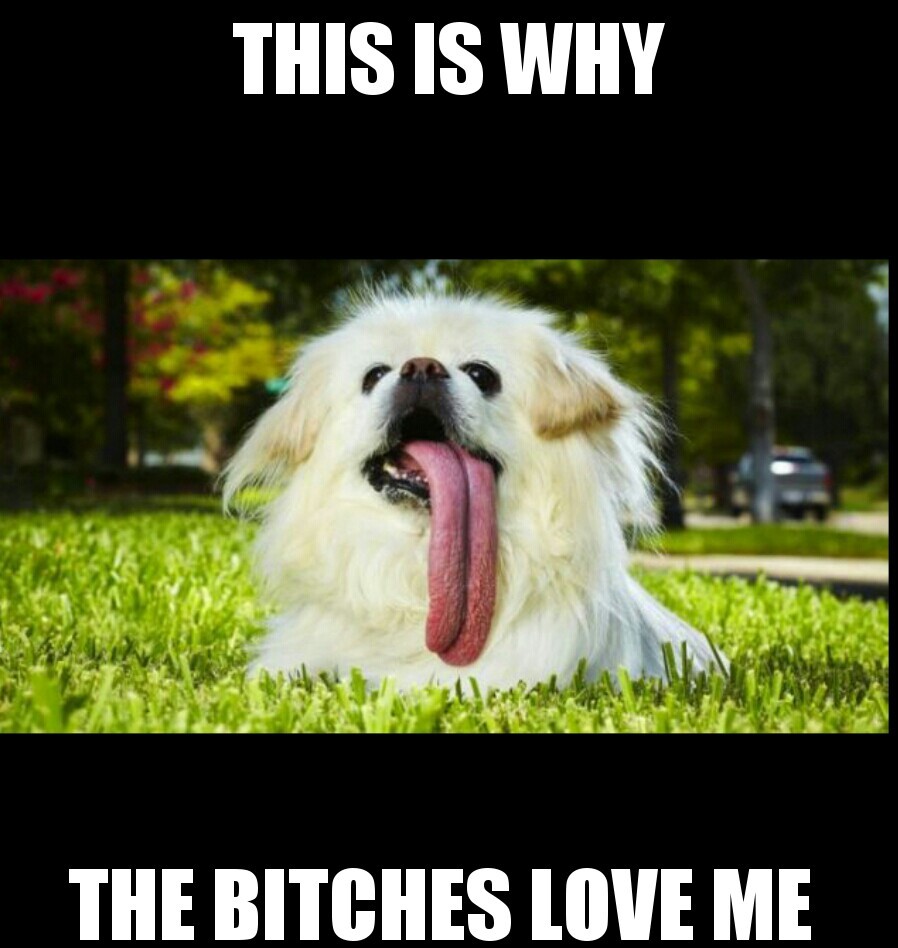 damn dawg - Meme by chefman1783 :) Memedroid