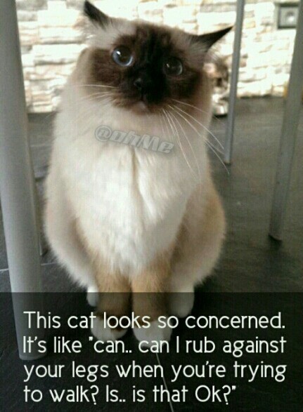 concerned cat - Meme by ohMe :) Memedroid