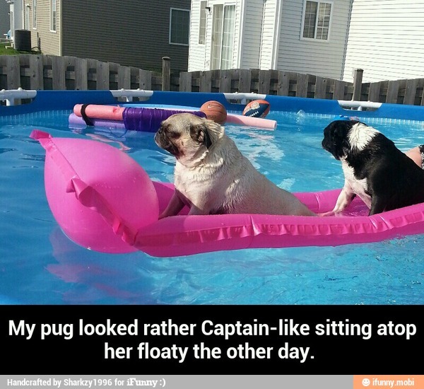 captin puggle - Meme by Diskrieg :) Memedroid
