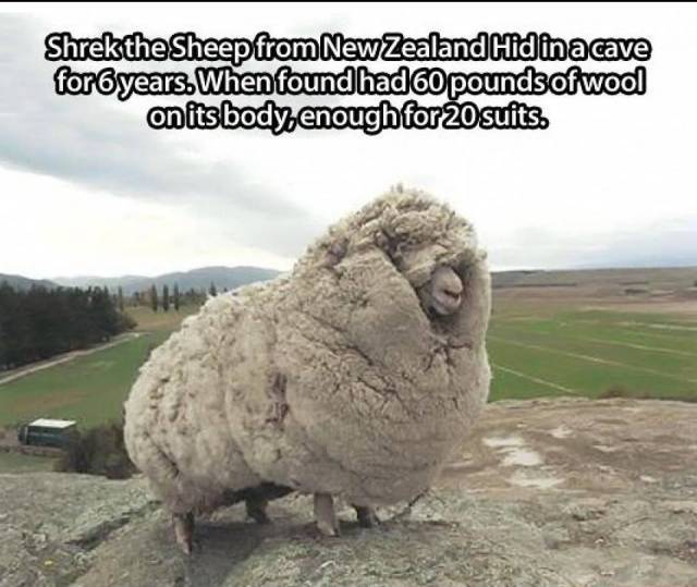 Mother of wool - Meme by villeev :) Memedroid