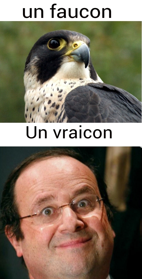 faucon ou vraicon tel est la question - Meme by watibiss78 :) Memedroid