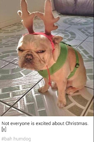 Grumpy cat's canine counterpart - Meme by TheOmegaOperative :) Memedroid