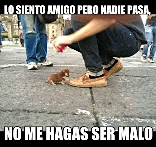 El mejor guardián... perrito.. :cry: - Meme subido por grelica.tejada ...