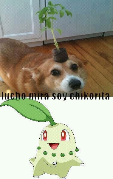 ciko - Meme subido por ivanpoke10 :) Memedroid