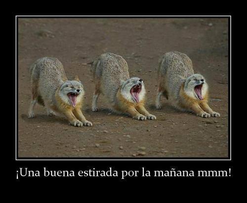 en la mañana - Meme subido por ailingg90 :) Memedroid