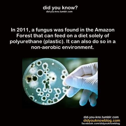 this can help reduce the amount of plastic waste on earth - Meme by ...