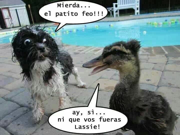 pato - Meme subido por jei19882 :) Memedroid