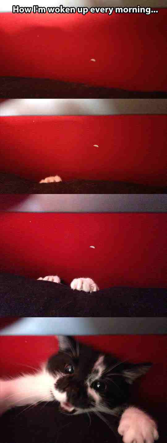 rising kitty - Meme by shzball :) Memedroid