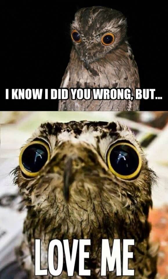 Loooooooveeeeee meeeeee....please? - Meme by Derpykins :) Memedroid