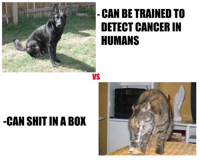 Cat vs Dog - Meme by gamachexx :) Memedroid